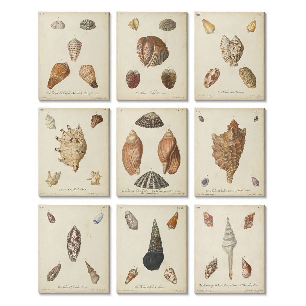 Stupell Home Decor Vintage Study of Various Sea Shells Canvas Wall Art ...