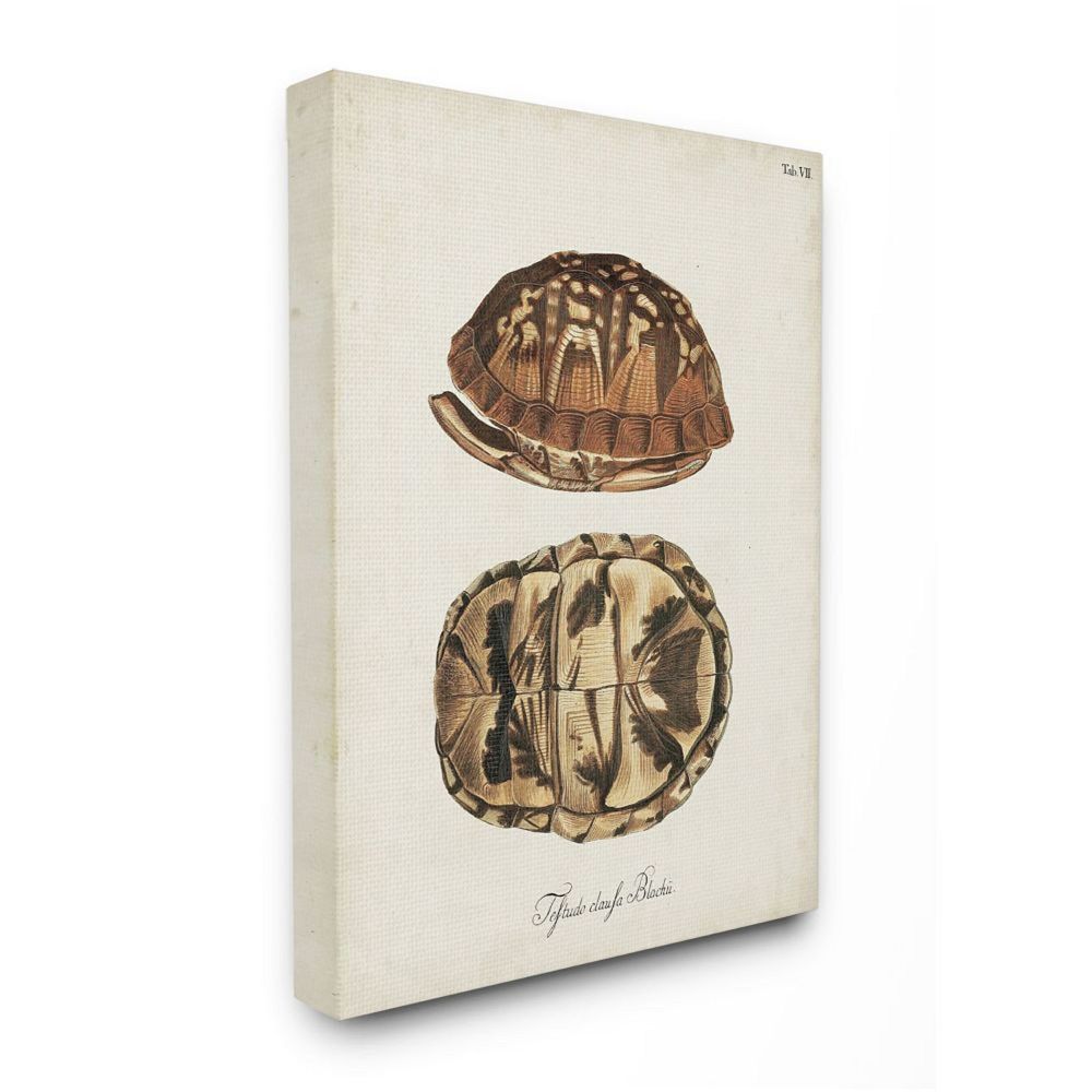 Stupell Home Decor Box Turtle Shell Canvas Wall Art