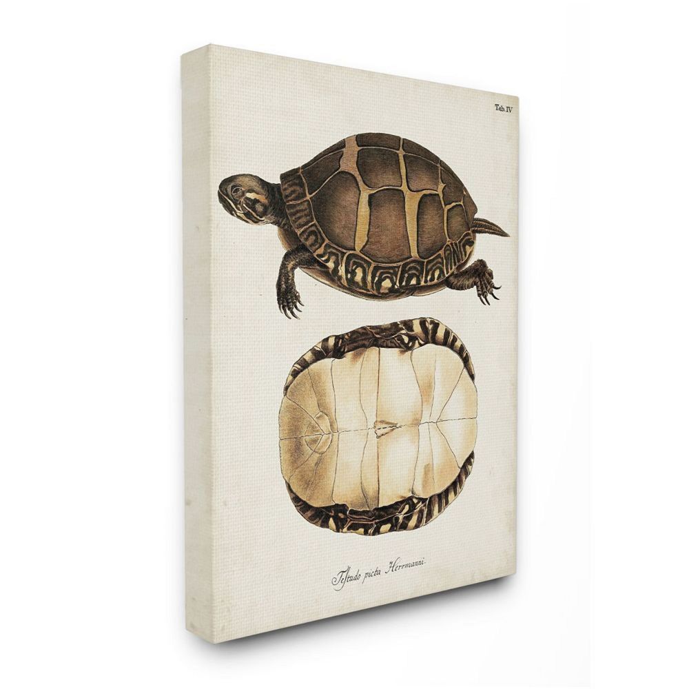 Stupell Home Decor Painted Turtle Shell Canvas Wall Art