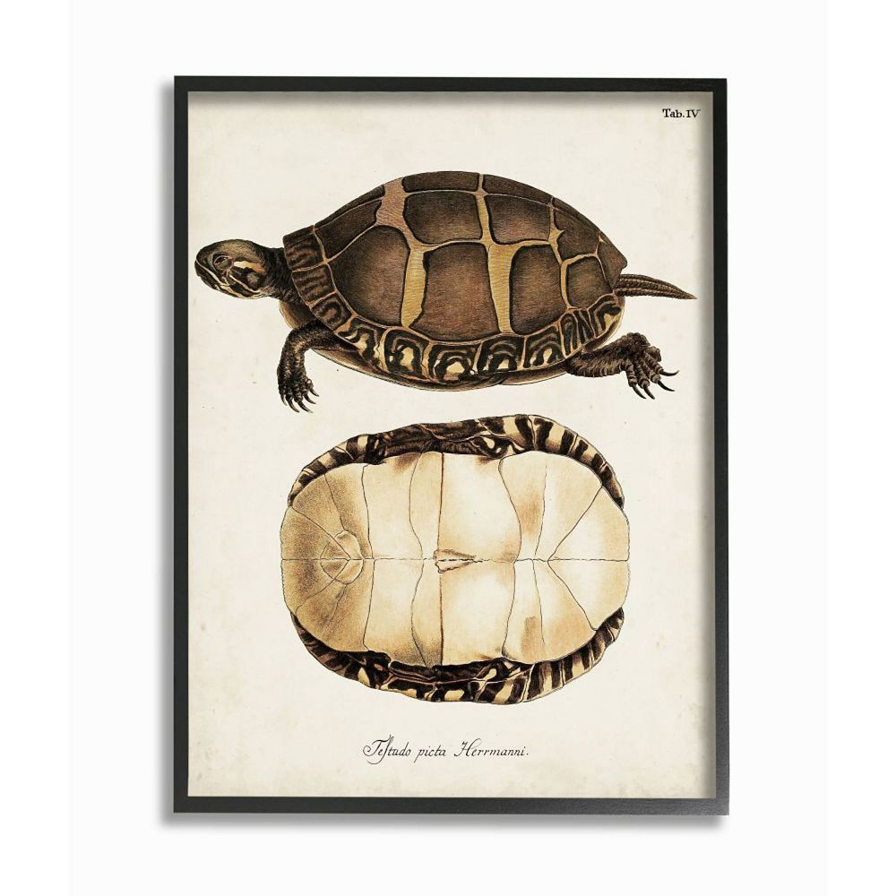 Stupell Home Decor Painted Turtle Shell Wall Art