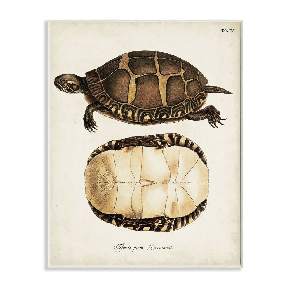 Stupell Home Decor Painted Turtle Shell Plaque Wall Art