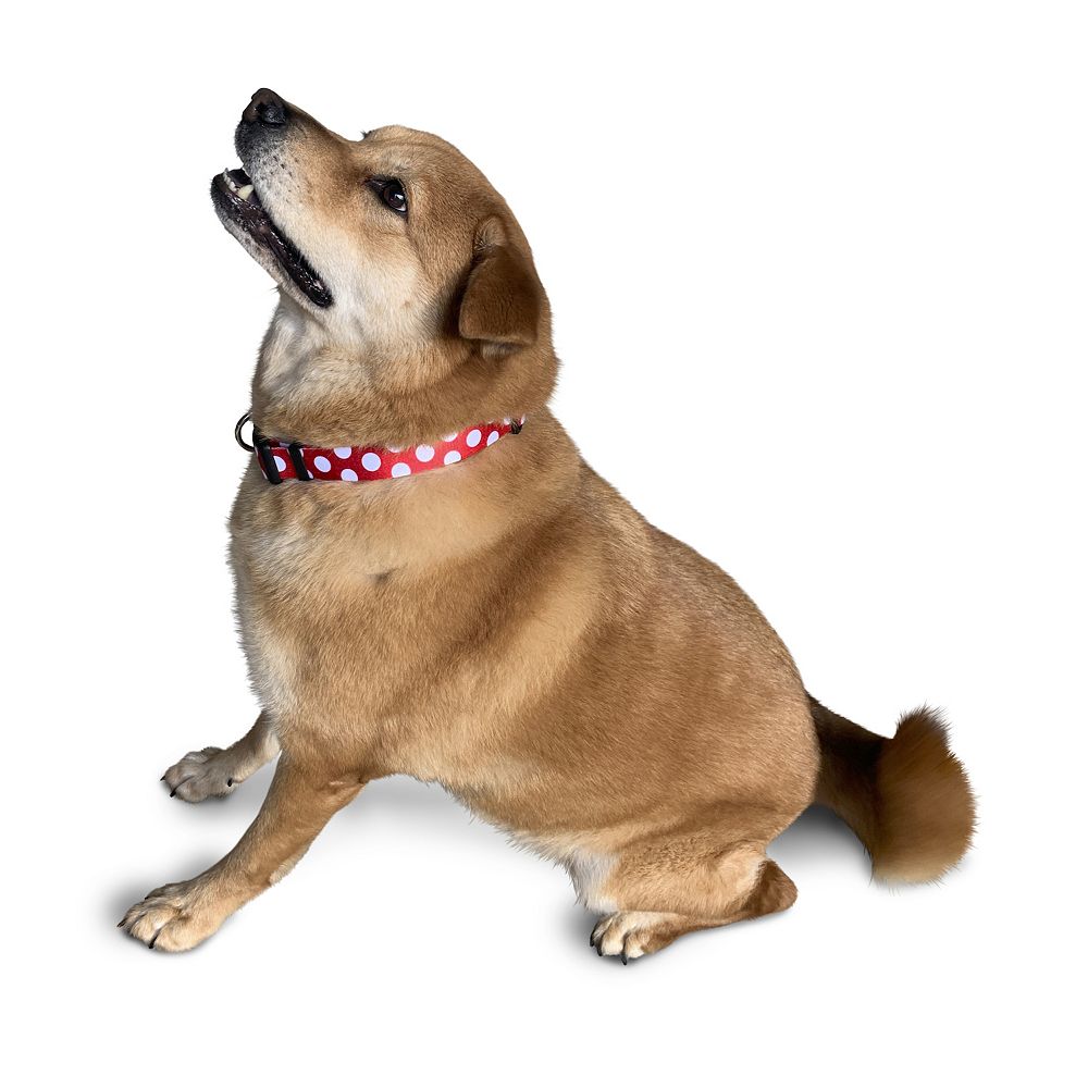Disney I Am Minnie Collar