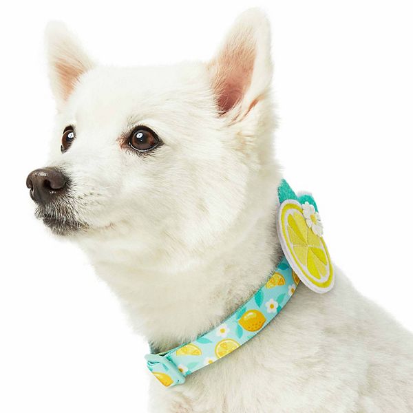 Blueberry Pet Zesty Fruit Dog Collar