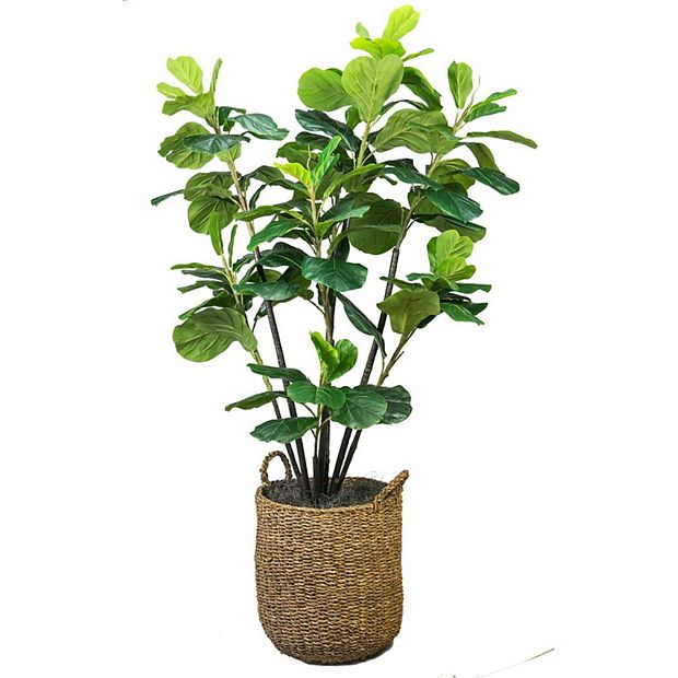 Fiddle Leaf Fig Silk Tree 2661