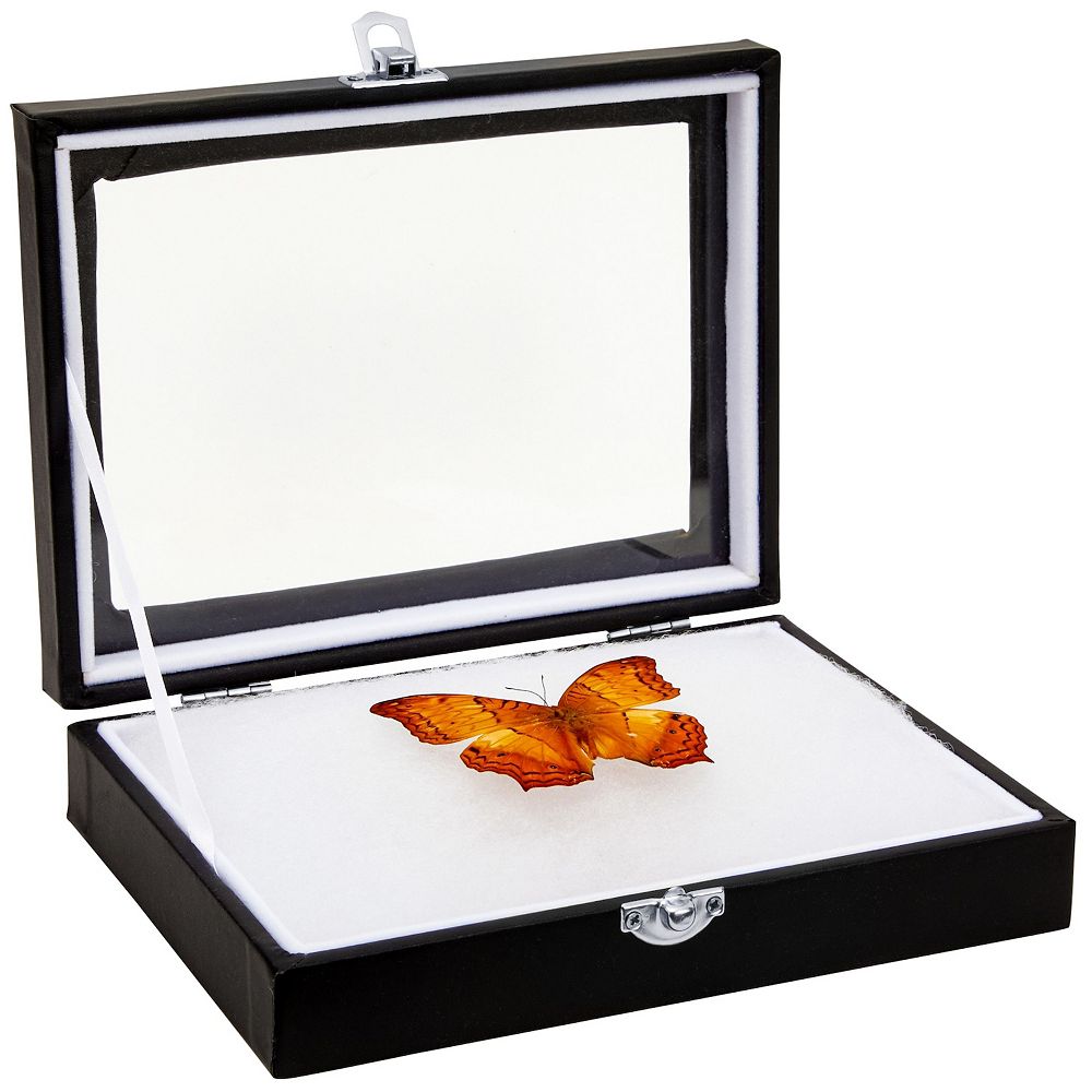 Insect Display Case - Bug Display Box With Glass Window And Secure ...