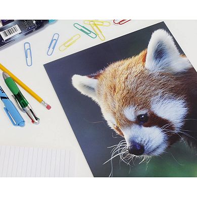 Wild Animal File Folders with Pockets, School Supplies (9.5 x 12 In, 12 ...