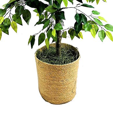 Designs by Lauren Clipped Ficus Tree