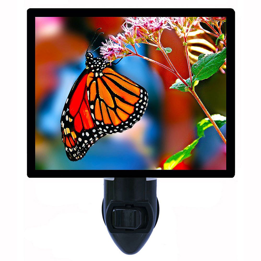 Monarch Butterfly. Decorative Photo Night Light.
