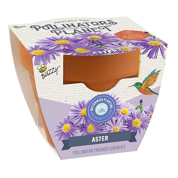 Buzzy Seeds Pollinator Terra Cotta Grow Kit- Aster