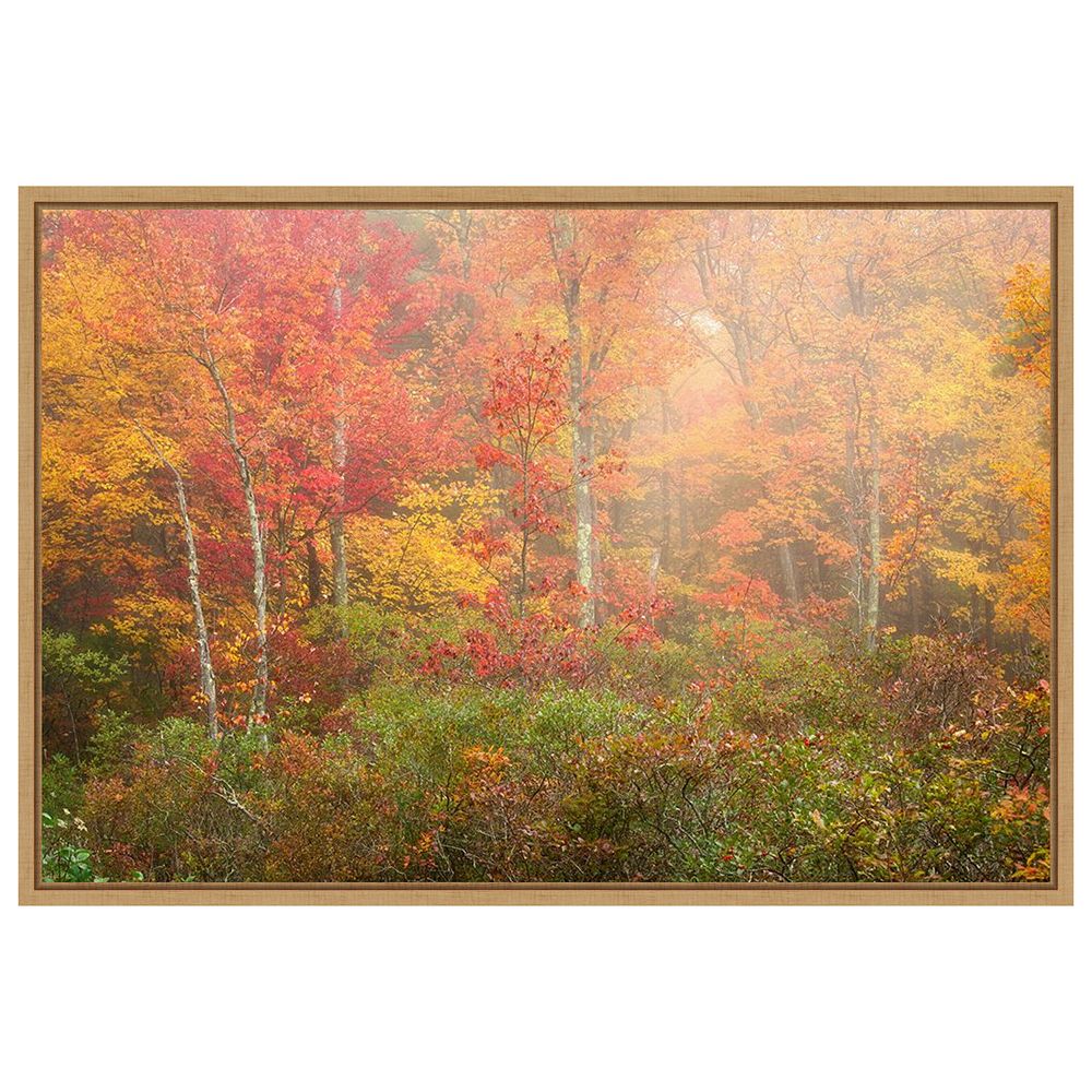 Soft Fall Forest Pallet by Patrick Zephyr Framed Canvas Wall Art Print