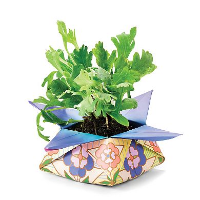 Modern Sprout Cosmic Seed Kits - Water