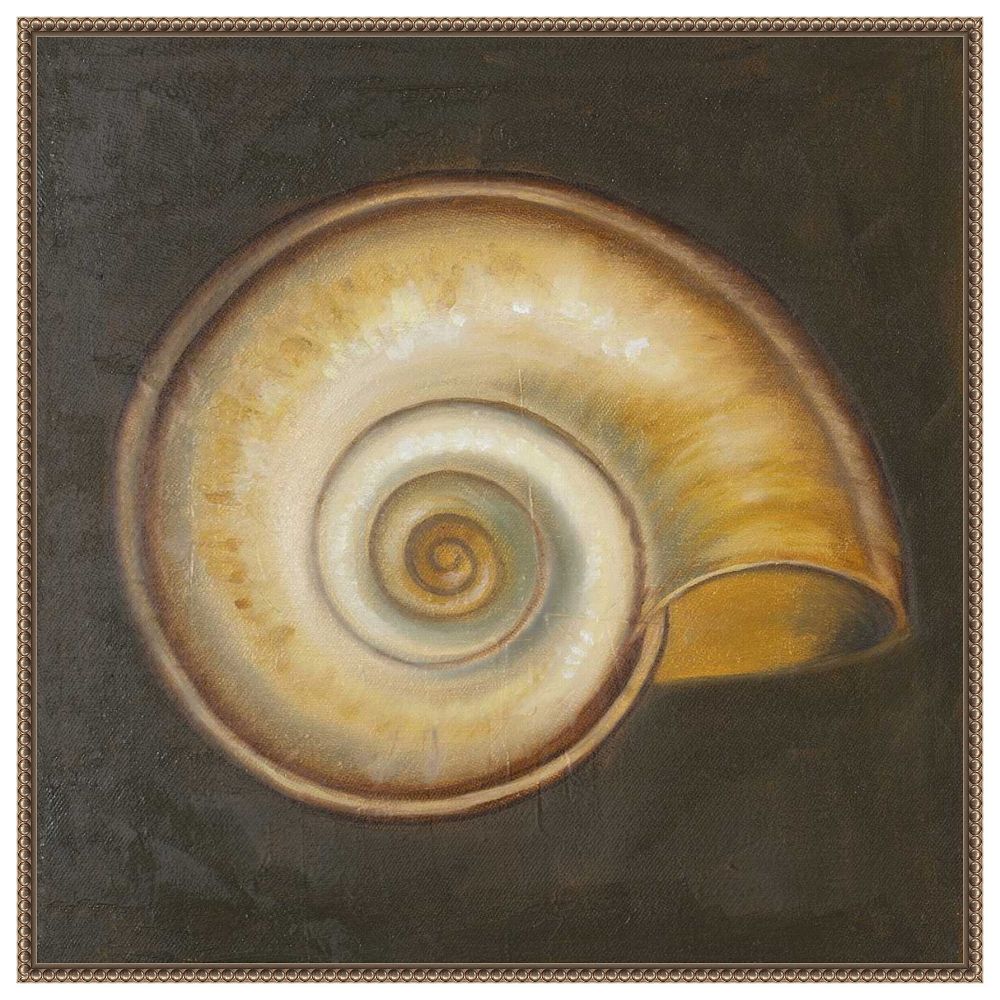 Seashell I By Patricia Pinto Framed Canvas Wall Art Print