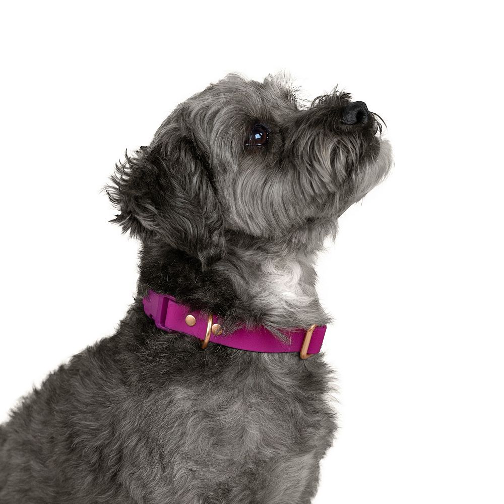 SportPet Solid Color Basic Dog Collar