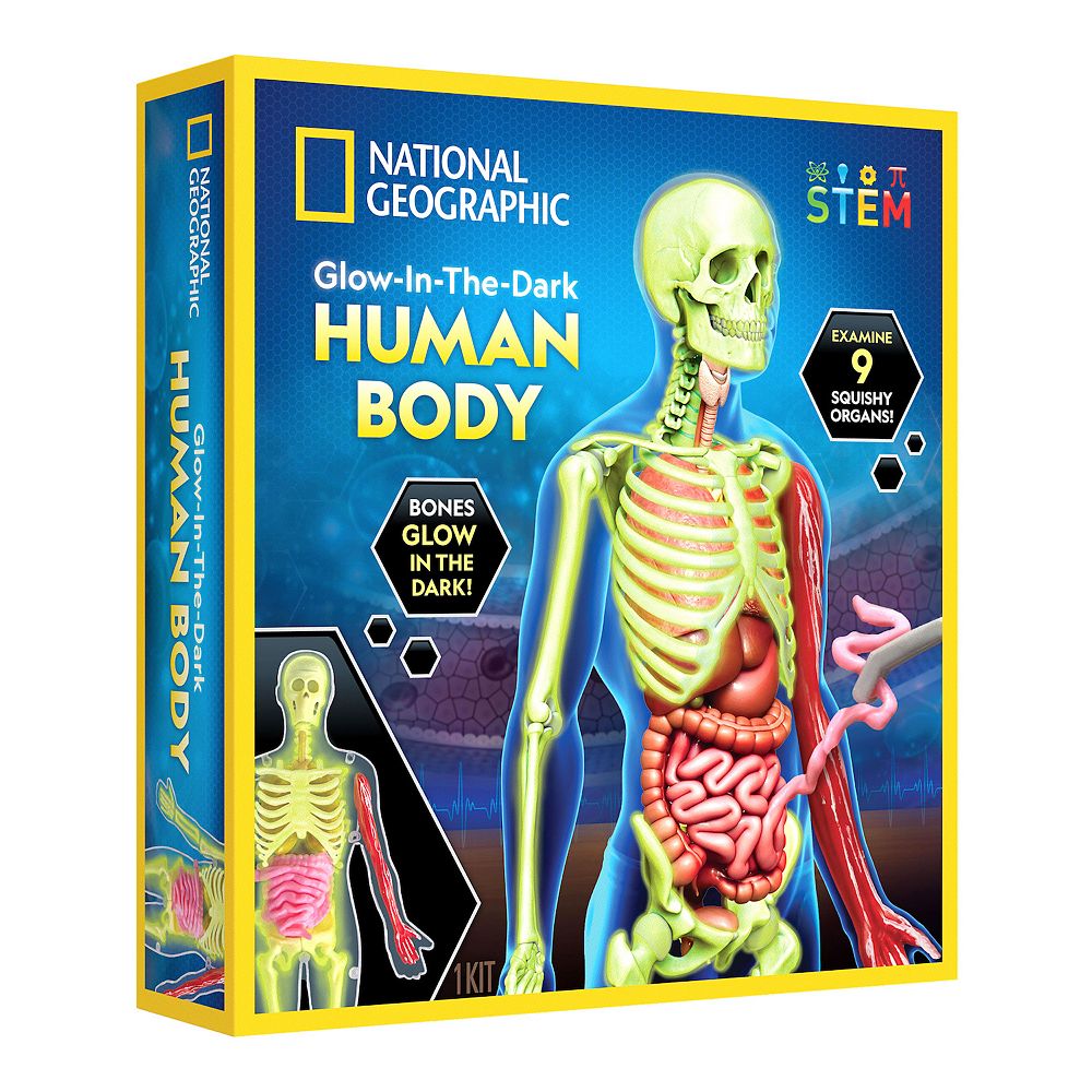 National Geographic Glow-In-The-Dark Human Body STEM Build Kit