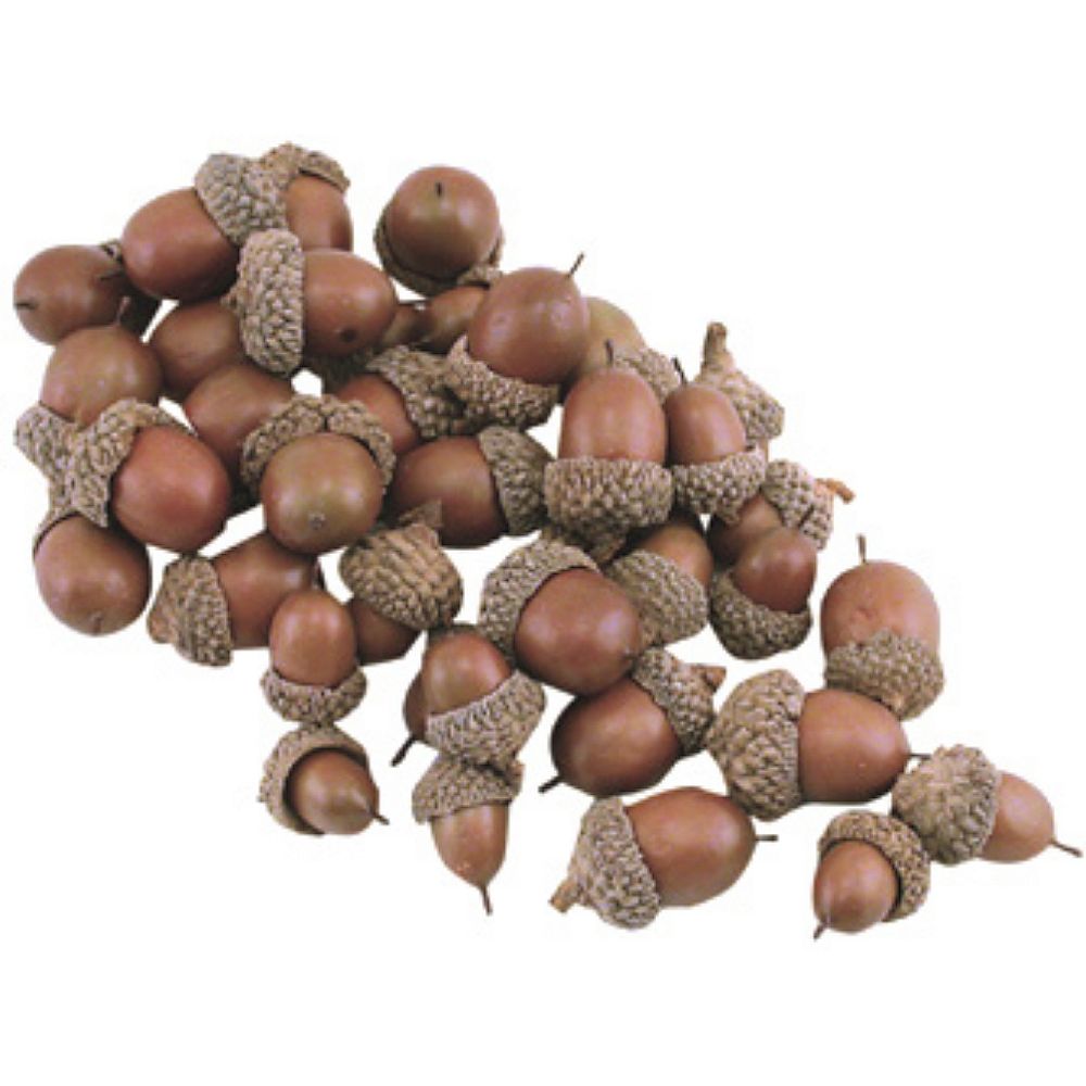 Acorns, 40 Pieces