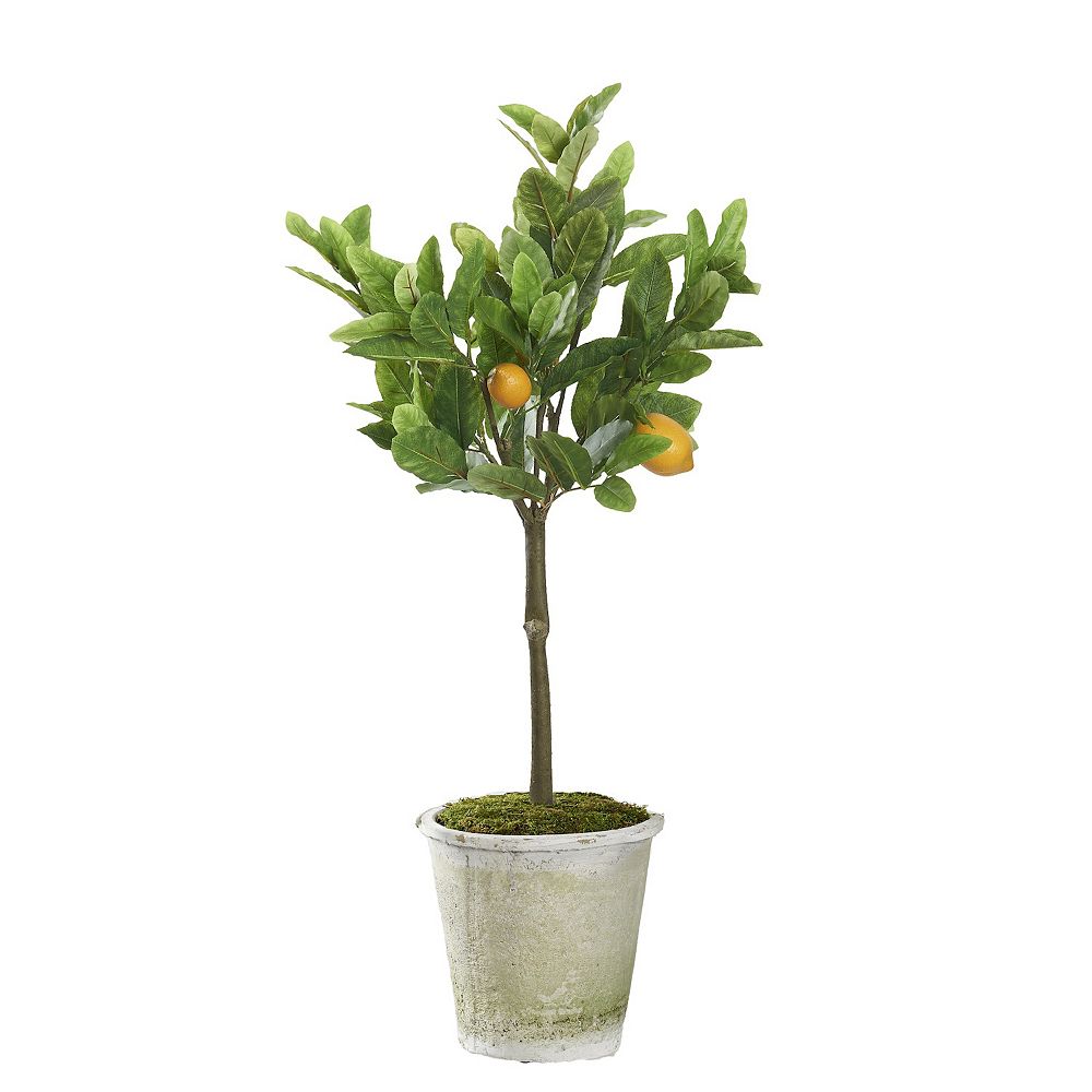 Mini Lemon Tree In Stone Planter