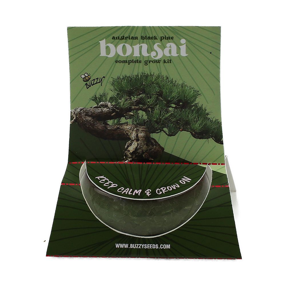 Buzzy Seeds Crackle Ceramic Bonsai Grow Kit - Green Bonsai