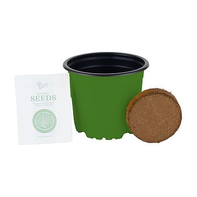 Buzzy Seeds Kids 4-in. Sensitive Plant