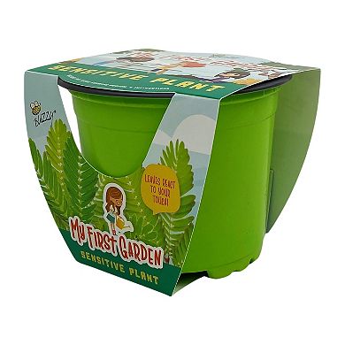 Buzzy Seeds Kids 4-in. Sensitive Plant