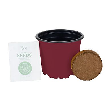 Buzzy Seeds Kids 4-in. Strawberry Plant