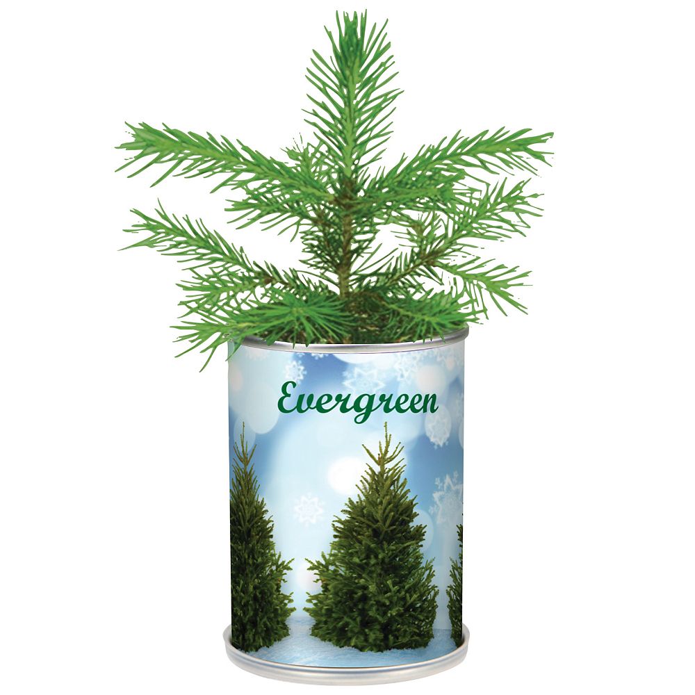 Collections Etc Miniature Real Evergreen Christmas Tree In A Can Plant ...
