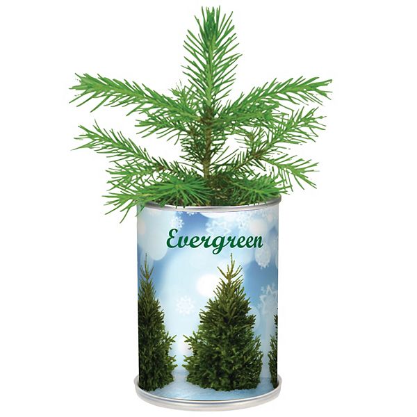 Collections Etc Miniature Real Evergreen Christmas Tree In A Can Plant ...