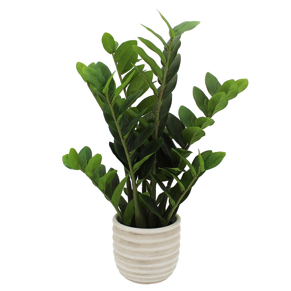 Everyday Decor Artificial ZZ Plant in Ceramic Planter