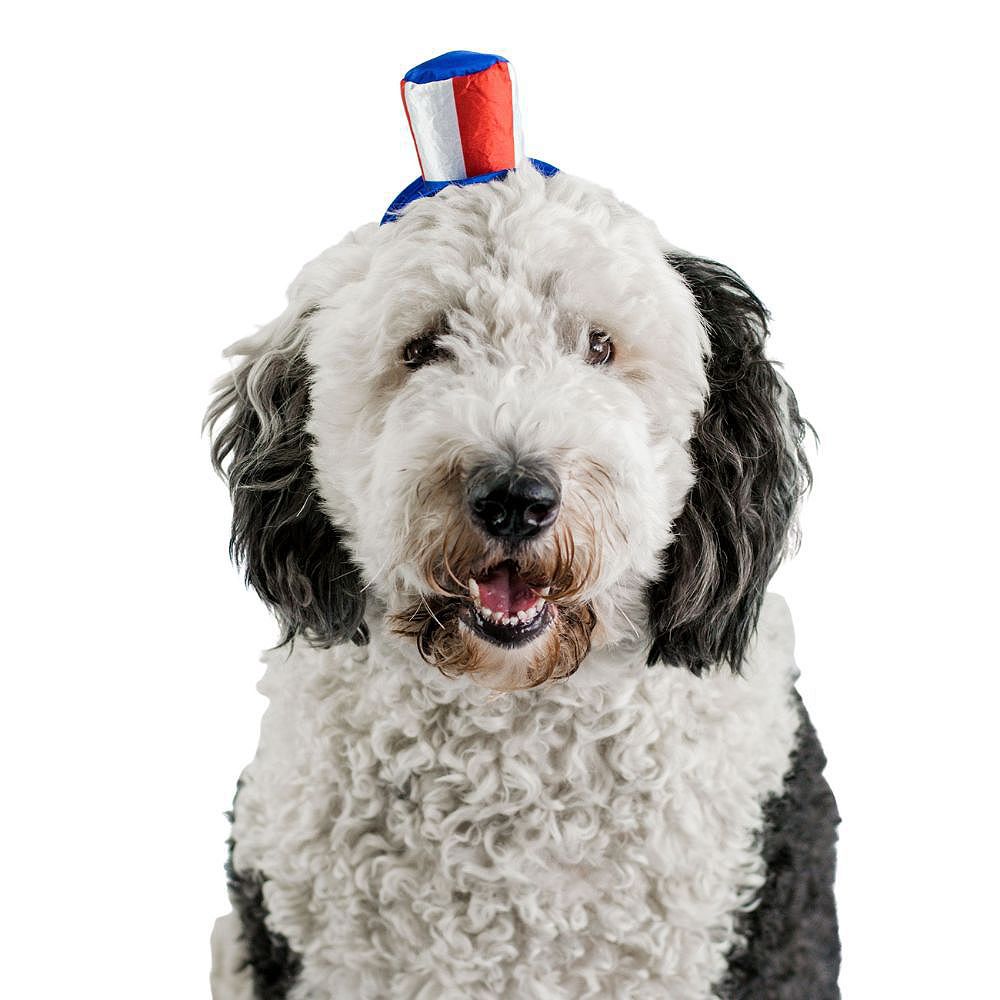 Midlee Uncle Sam 4th Of July Hat For Large Dogs Headband- Captain ...