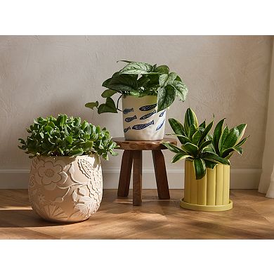 Mango Wood Plant Stand