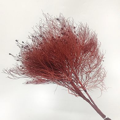 Decorative Dried Ming Fern Stems for Elegant Home Decoration and ...