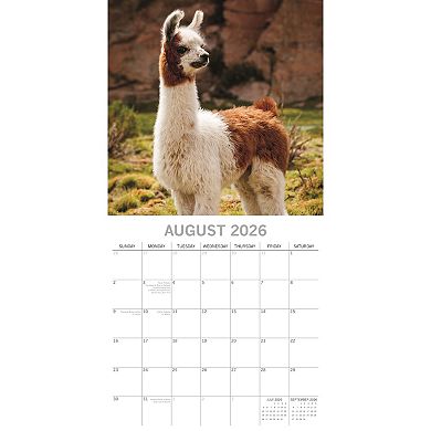 2026 Square Wall Calendar, Llamas, 16-Month Animals Theme 12x12 in
