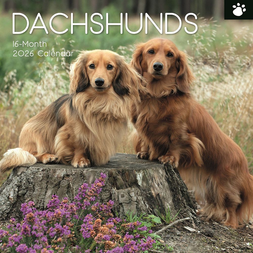 2026 Square Wall Calendar, Dachshunds, 16-Month Paw Prints Theme 12x12 in