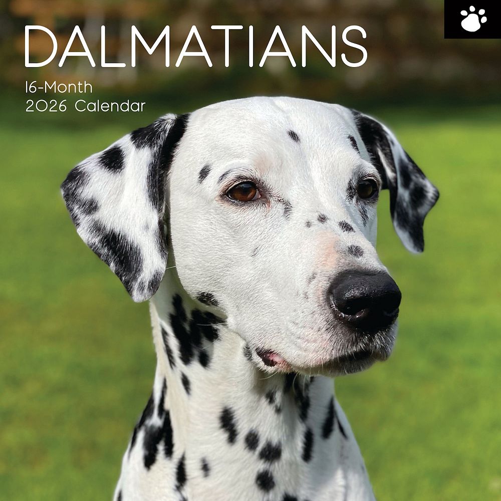 2026 Square Wall Calendar, Dalmatians, 16-Month Paw Prints Theme 12x12 in