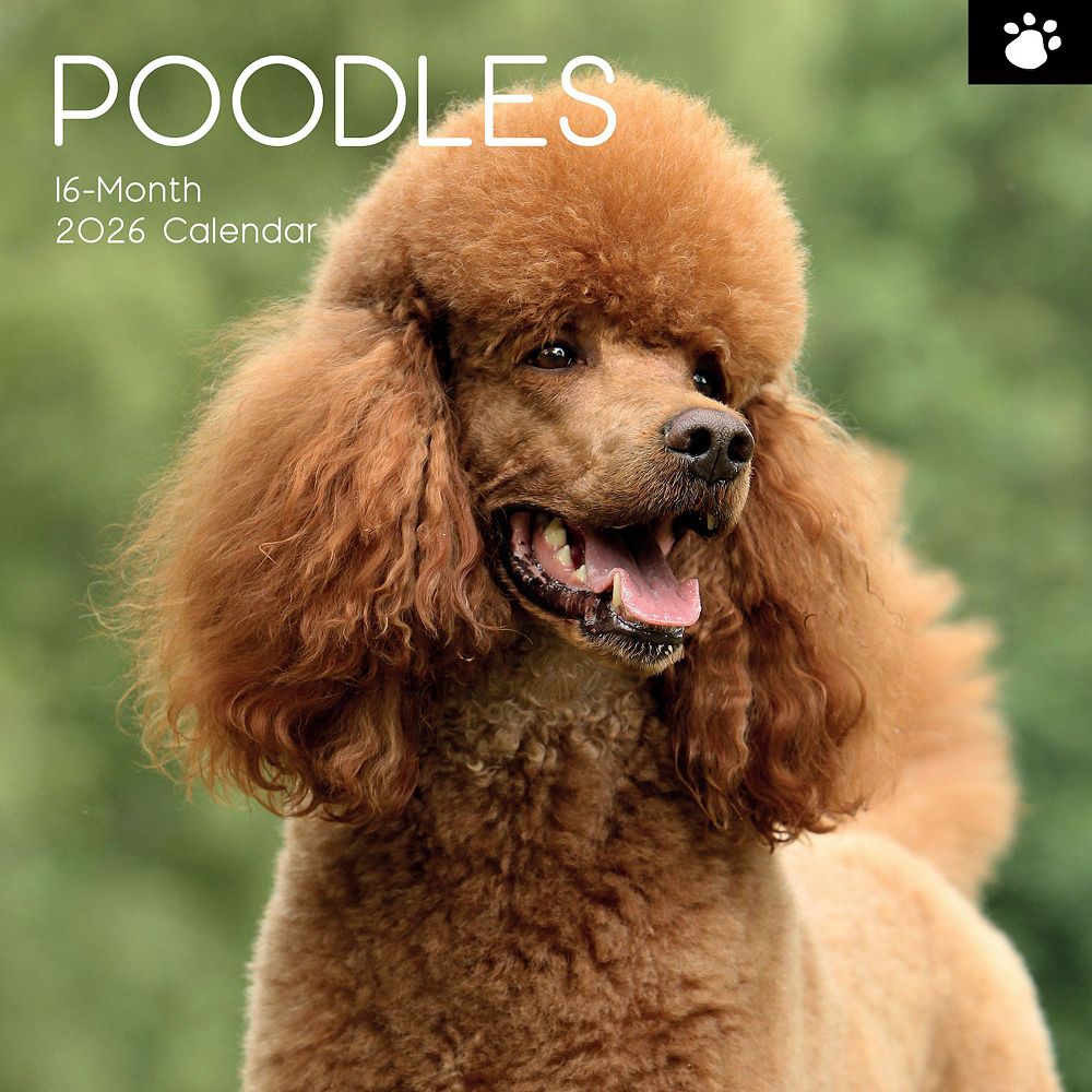 2026 Square Wall Calendar, Poodles, 16-Month Animals Theme 12x12 in
