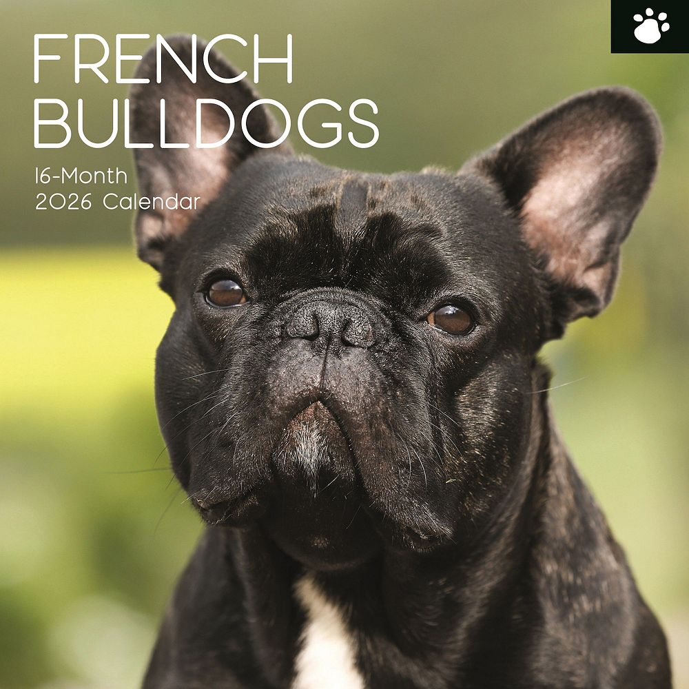 2026 Square Wall Calendar, French Bulldogs, 16-Month Paw Prints Theme ...
