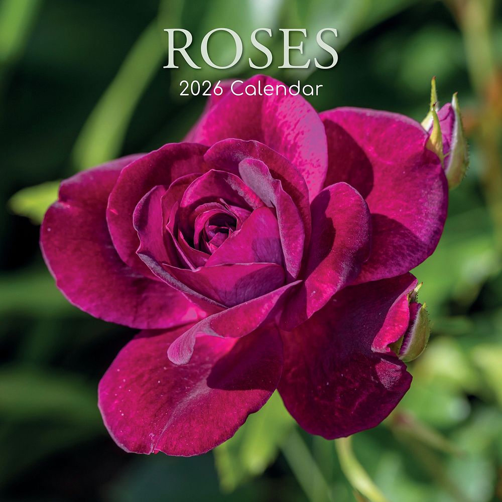 2026 Square Wall Calendar, Roses, 16-Month Floral Theme 12x12 in