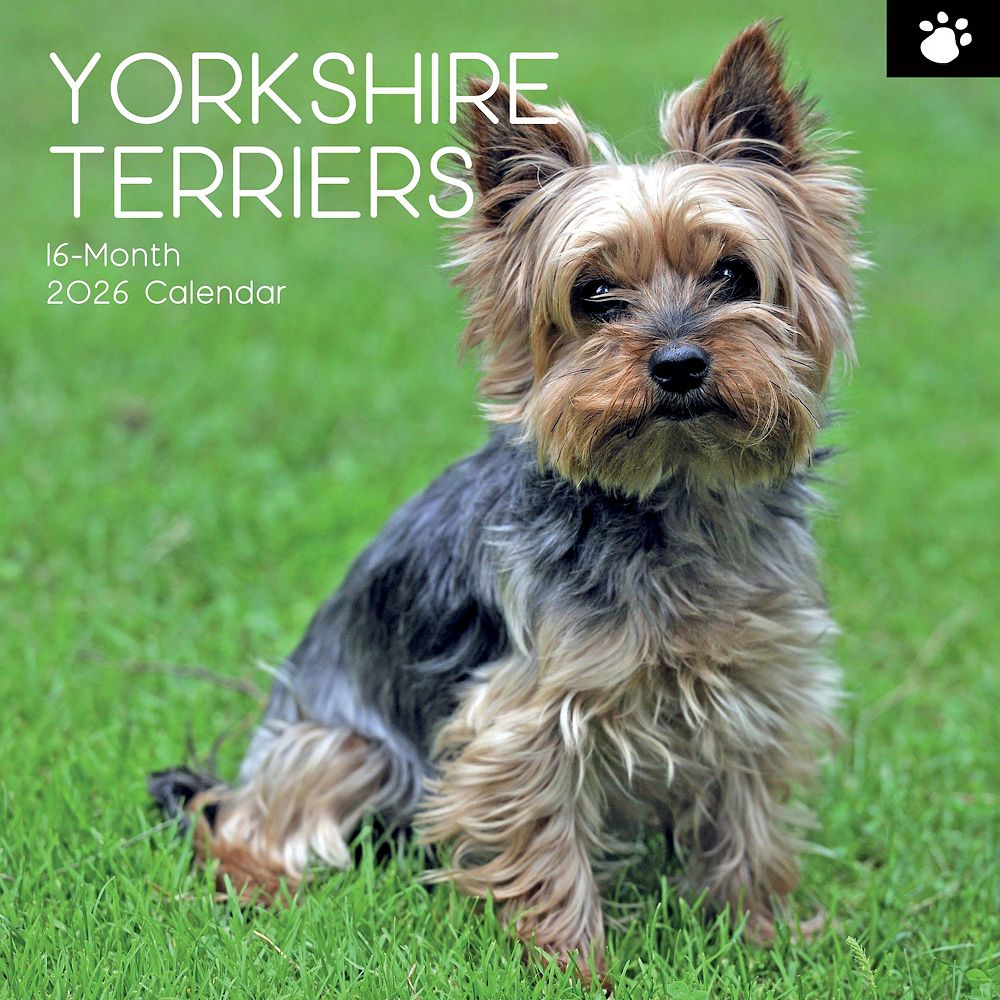 2026 Square Wall Calendar, Yorkshire Terriers, 16-Month Animals Theme ...